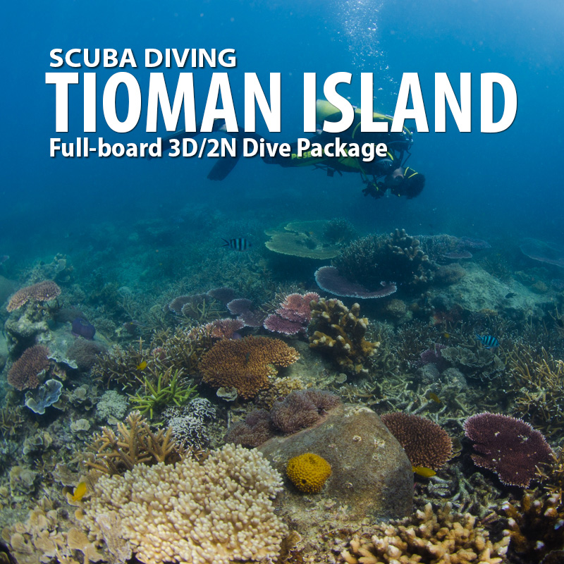TIOMAN ISLAND 3 DAYS/2 NIGHTS FULL BOARD SCUBA DIVING RATES